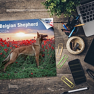 2023 2024 Belgian Shepherd Calendar - Dog Breed Monthly Wall Calendar - 12 x 24 Open - Thick No-Bleed Paper - Giftable - Academic Teacher's Planner Calendar Organizing & Planning - Made in USA