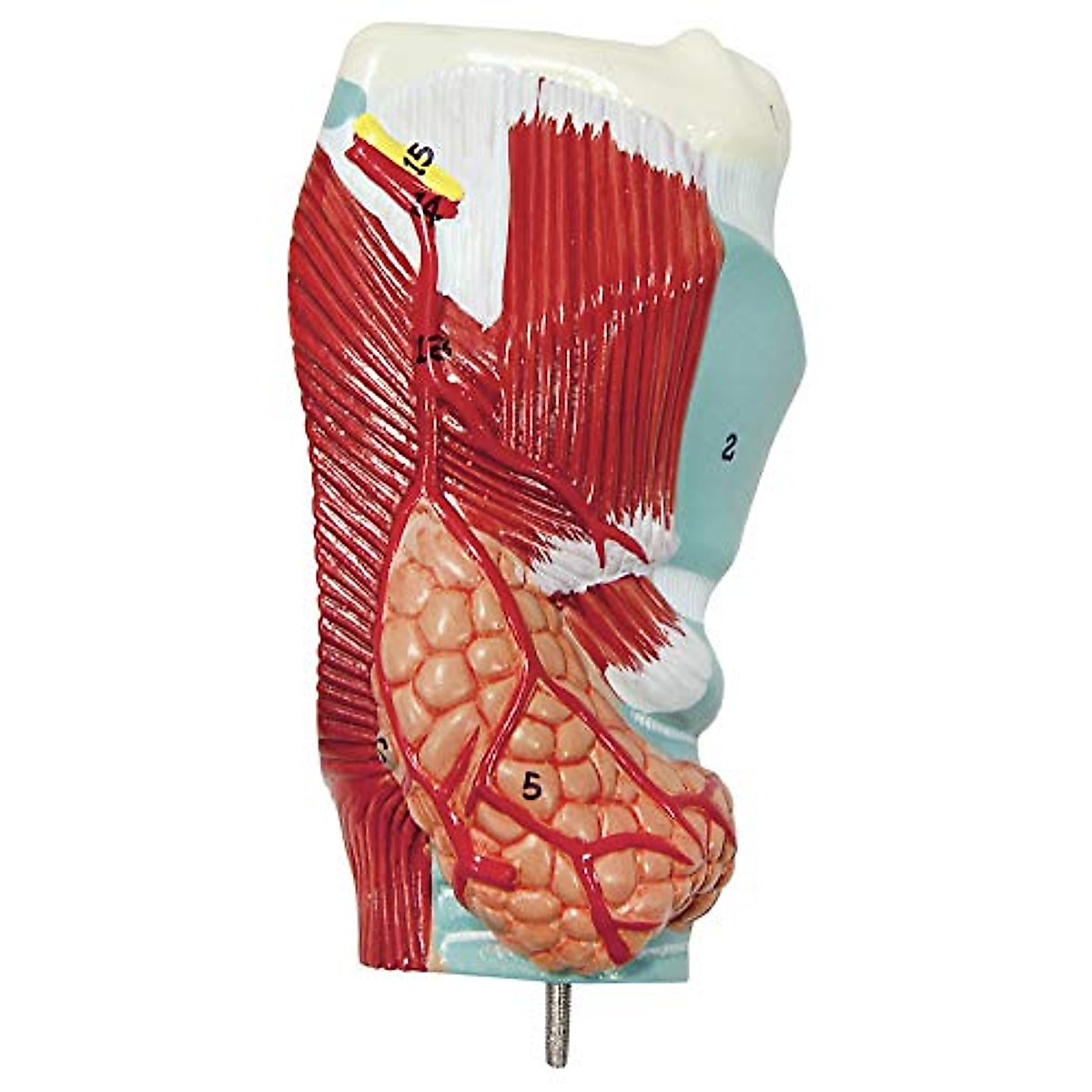 Axis Scientific Human Lung and Respiratory System Model | 3/4 Life Size Model has 7 Removable Parts | Includes 2 Part Heart and Detachable Larynx | Includes Product Manual
