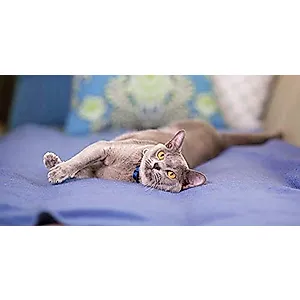 PET SUPPLEMENTS probiotic cat Chews - Cats Digestive AID - PROBIOTIC Formula - Treats - cat Digestive Treats - 3 Bottle (180 Chews)