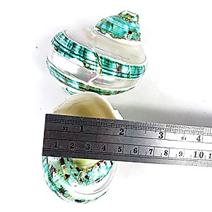 Heyiwell 2PC Large Jade Green Turbo with Pearl Banded Shells,Hermit Crab Shell &Turbo Shells Hermit Crab Supplies for Decor 2.5"~ 3.5" Inch