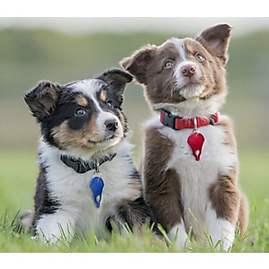 Tick Remover Tool 3 Pack, Suitable for Pets, Animals, and Humans, Portable Outdoor Living Essential Tick Remover Tools, Quick and Safe, and Reliable.