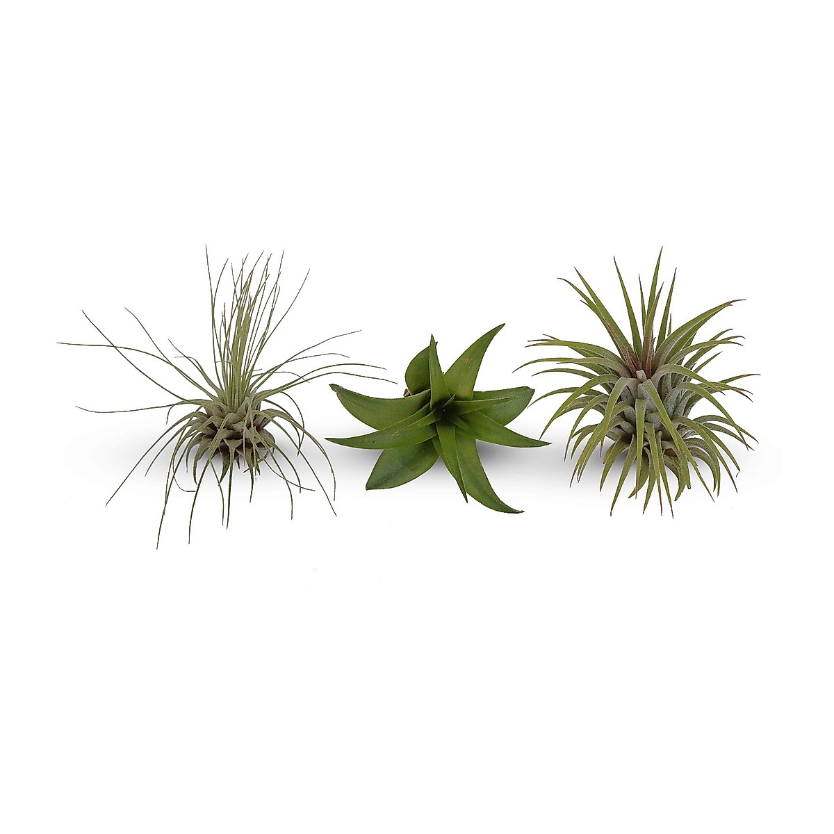 Mini Tillandsia Assortment 3 Pack Air Plants by CTS Air Plants