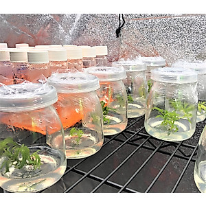 Cannabis Cloning Tissue Culture Media Pre Mixed - Ready to Use