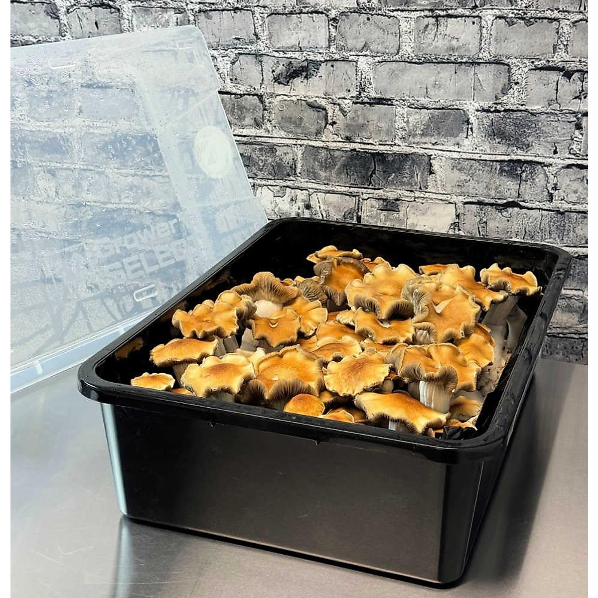 Myco Labs Premium 5-Grain Mushroom Spawn Bags | Sterilized Grain Spawn | Injection Ports | 2 Quarts Each Bag | 2 Bags per Box