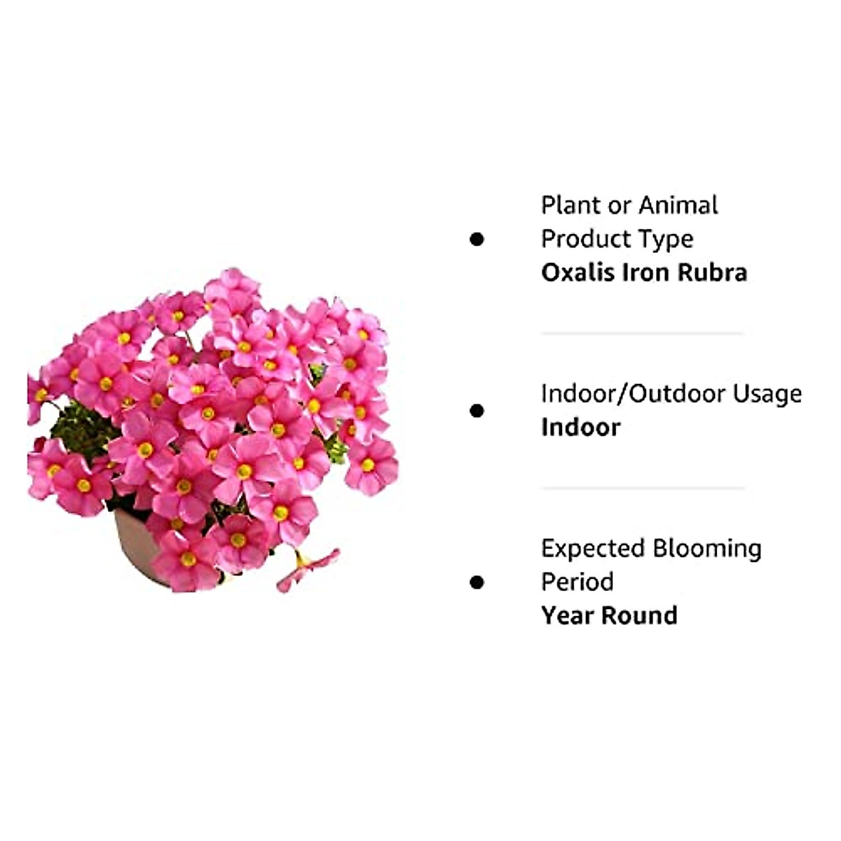 Oxalis Iron Rubra Bulbs – Vibrant Indoor & Outdoor Plant for Year-Round ...