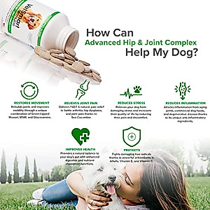 Joint Supplement for Dogs - Green Lipped Mussel, MSM + Glucosamine Formula - Helps to Restore Mobility, Relieve Arthritis & Hip Dysplasia Pain, Reduce Inflammation, No Artificial Flavors (Pack of 1)