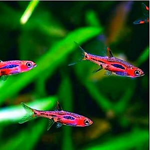 Chili Rasbora Live Fish Juveniles - Pack of 10 Fish - Live Freshwater Aquarium Chili Rasbora Fish