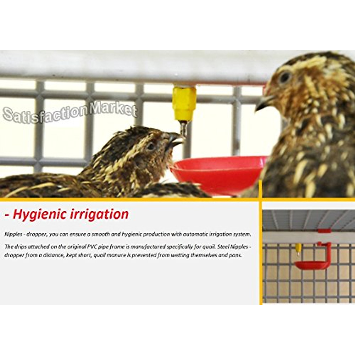 Quail Cage Two Compartment, The Patented Design, First in The World, Professional Quail Egg cage