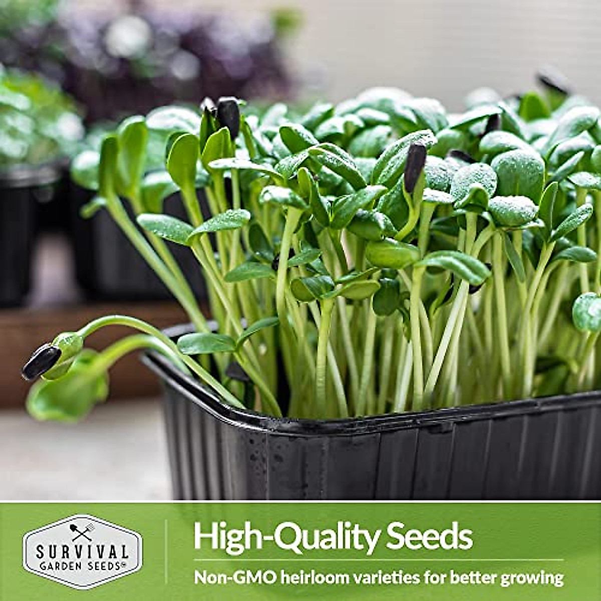 Survival Garden Seeds Sunflower Microgreens for Sprouting and Growing - 2 Packs - Sprout Green Leafy Micro Vegetable Plants Indoors - Grow A Mini Windowsill Garden - Non-GMO Heirloom Variety