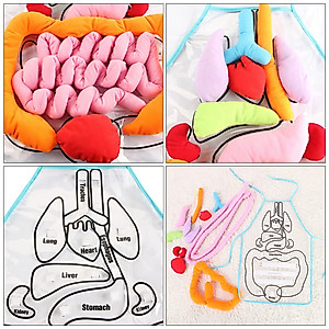 Mikikit 3D Organ Apron Organ Apron: 1 Set Versatile Apron Kindergarten Teaching Anatomy Apron Human Body Organs Awareness Educational Toy Human Internal Organs Teaching Equipment