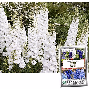 White Larkspur Rocket Flower Seeds for Planting, 250+ Seeds Per Packet, (Isla's Garden Seeds), Non GMO & Heirloom Seeds, Botanical Name: Delphinium Consolida, Great Home Garden Gift