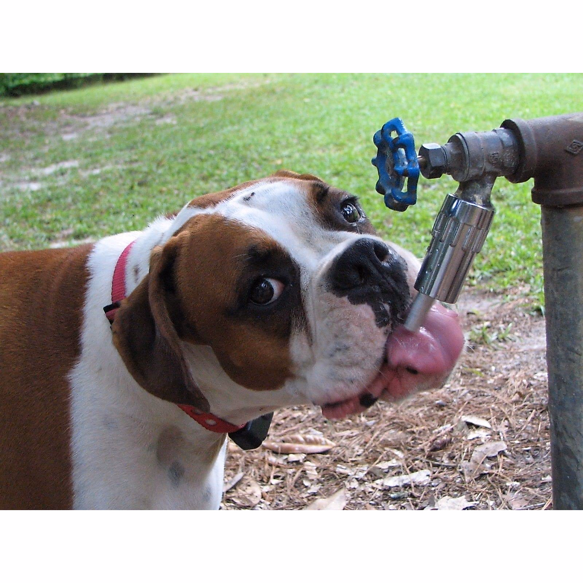 Lixit L100 Water Faucet Automatic Fountain for Dogs and Other Pets. (Pack of 1)