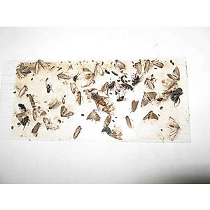 40 pk All Insect Traps/Strips/Glue Boards. Trap Flies, Bees, Wasps, Asian Beetles, etc.