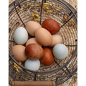 My Favorite Chicken Poultry Nest Box Herbs - Certified Organic Aromatic Nesting Herbs for Hens