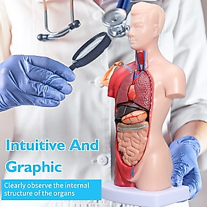 ANNWAH Human Torso Body Anatomy Model - Human Anatomy Torso Model 15 Pcs Demountable Parts with Heart Visceral Brain Skeleto for Medical Student Learning Tool