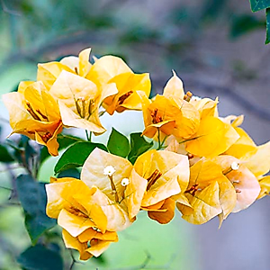 Bougainvillea Seeds Fast Growing Woody Flowering Vine or Shrub Attracts Bees & Butterflies Border Bonsai Ground Cover Trellises Pergolas 105Pcs Flower Seeds by YEGAOL Garden
