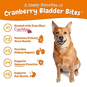 Cranberry for Dogs - UT Incontinence Support + Immune Health Dog Antioxidant + Probiotics for Dogs - Probiotics for Gut Flora, Digestive Health