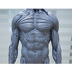 NSKI 1:6 30cm Resin Human Skeleton Anatomical Model Anatomy Skull Sculpture Head Body Muscle