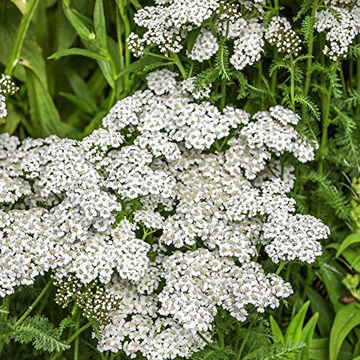 Outsidepride Perennial Achillea Millefolium Yarrow White Wild Flower & Herb Garden Plant - 1/4 LB