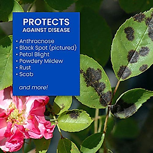 BioAdvanced 3-In-1 Insect, Disease and Mite Control, Concentrate, 32 oz