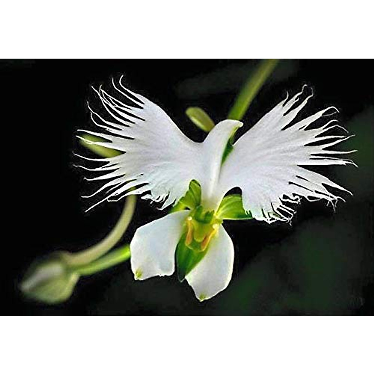 1358-White Dove/Egret Flower (Pecteilis,Habenaria radiata) Seeds by Robsrareandgiantseeds UPC0764425788737 Non-GMO,Organic,USA Grower,Historic plants,Showy,Bonsai,Exotic,Orchid,1358 Package of 5 Seeds