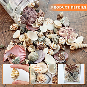 Weoxpr 200pcs Sea Shells Mixed Ocean Beach Seashells, Various Sizes Natural Seashells for Fish Tank, Home Decorations, Beach Theme Party, Candle Making, Wedding Decor, DIY Crafts, Fish Tan