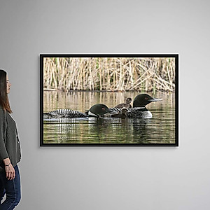 Common Loon family, One adult loon is Black Float Frame Canvas Art, Photography Artwork