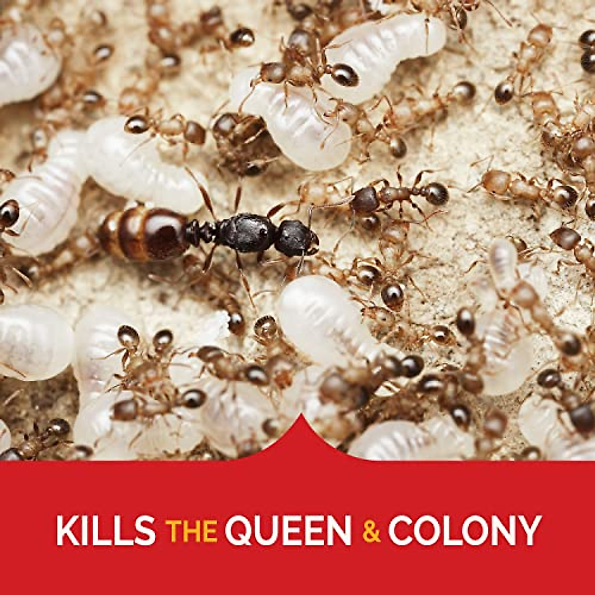 Hot Shot MaxAttrax Ant Bait, 8 Count, Child-Resistant Bait Stations