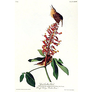 Great Carolina Wren. From"The Birds of America" (Amsterdam Edition)