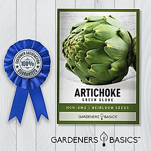 Artichoke Seeds for Planting - Green Globe Non-GMO Perennial Vegetable Variety- 3 Grams Seeds Great for Summer Gardens by Gardeners Basics
