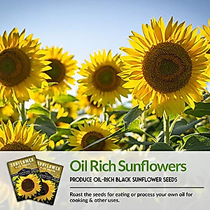 Survival Garden Seeds - Black Russian Sunflower Seed for Planting - Packet with Instructions to Plant and Grow Flowers for Oil or Bird Feed in Your Home Vegetable Garden - Non-GMO Heirloom Variety