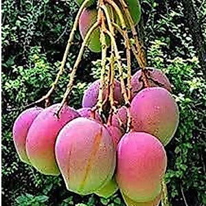 CHUXAY GARDEN Pink Green Mango Fruit Seed 2 Seeds Tropical Tree Edible Fruit Gardening Gifts Holiday Gift