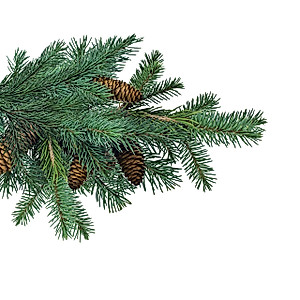 Jobe's, Fertilizer Spikes, Evergreen Tree, 15 Count, Slow Release, Cypress, Juniper, Magnolia