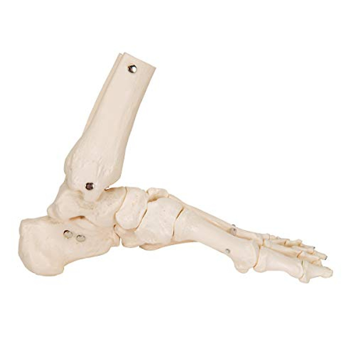 3B Scientific A31/1 Foot Skeleton-flexibly w/portions of Tibia- Fibula - 3B Smart Anatomy