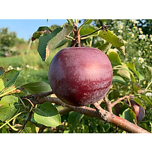 Pixies Gardens (5 Gallon Potted Set of Two Plants) Arkansas Black Apple Tree- Produces Lots of Succulent Sweet Apples- As an Eating Apple Late-Maturing Medium-Sized Apple Deep Red Looks Almost Black.