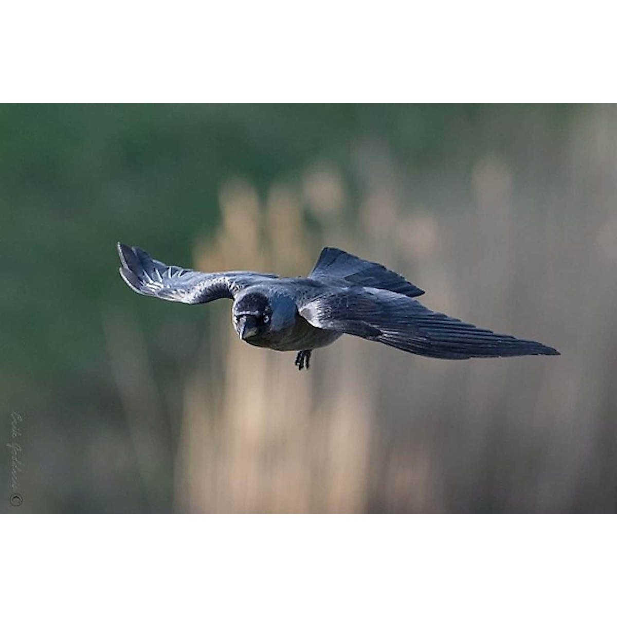 500mm/1000mm f/8 Manual Telephoto Lens for Canon EOS 80D, EOS 90D, Rebel T3, T3i, T5, T5i, T6i, T6s, T7, T7I, T8I, SL3, EOS 60D, EOS 70D, EOS 5D, EOS5D IV, EOS 6D II, EOS 7D II SLR Cameras