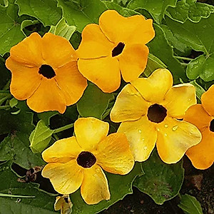 Black Eyed Susan "Vine" Flower Seeds for Planting, 25+ Heirloom Seeds Per Packet, (Isla's Garden Seeds), Non GMO Seeds, Botanical Name: Thunbergia alata, Great Home Flower Garden Gift