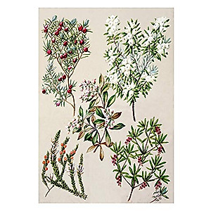 Ink Inc. Botanical Prints Floral Wildflowers Wall Art Prints - Set of 9-5x7- Matte - Unframed
