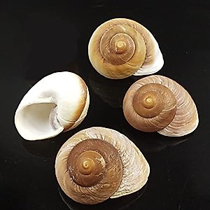 4 Pack Large Hermit Crab Shells, Muffin Snail Shells | Turbo Shells | Giant Land Snail Shells | Hermit Crab House for Fish Tank Aquarium Decoration Beach Home Decor Wedding Centerpieces, 2.75"-3"