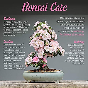 BambooMN Bonsai Basics Set - 8" Concave Cutter, 7" Heavy Duty Shear - 1 Set