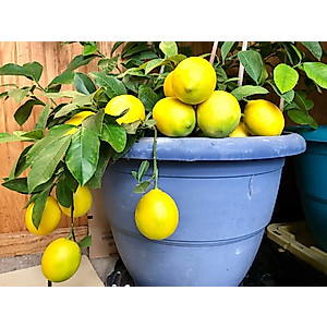 Meyer Lemon Tree 6" To 10" Live Plant