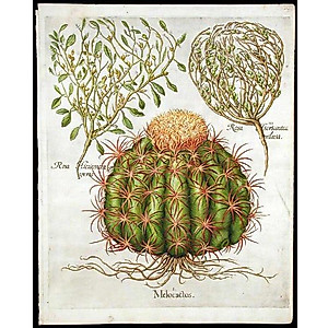 Melocactos [Mother-in-law's cushion]; Rosa Hiericontea aperta [Rose of Jericho, unfolded]; Rosa Hiericontea enclusa [Rose of Jericho, folded]