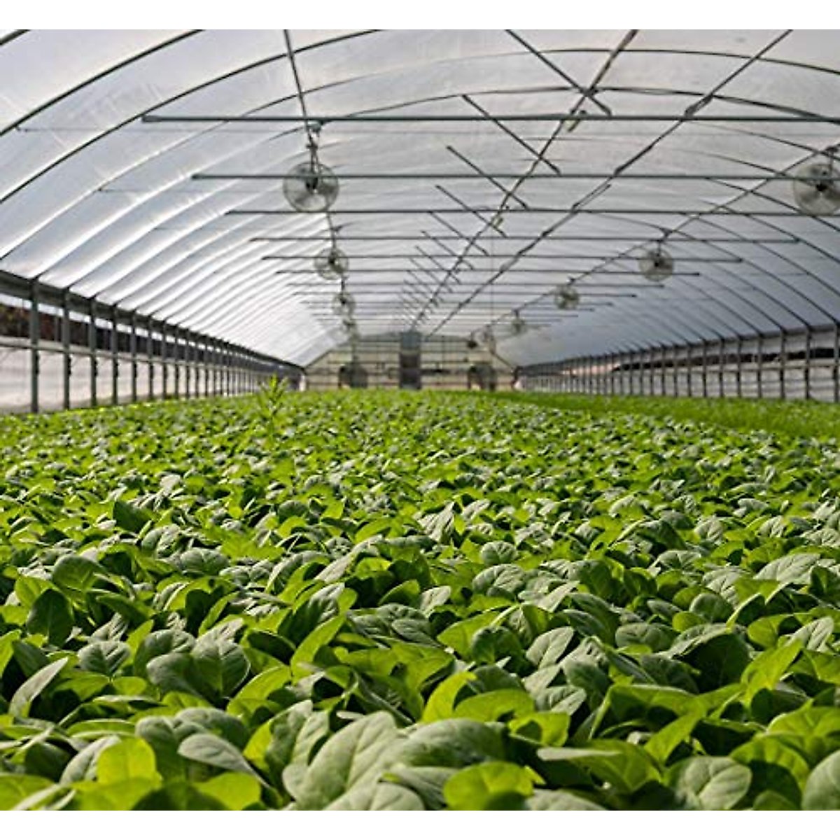 Garden Insect Netting Pest Barrier: 10'x25' Bug Netting for Garden Protection Mosquito Net Fine Mesh Cicada Tree Net Greenhouse Row Cover for Crops Plants Vegetables Flowers Fruits Silver