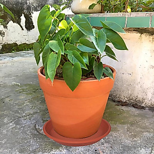 SAUCERHOME 5 Packs Plant Saucer Pot Tray 6 8 10 12 14 16 19 20 Inch Plastic Flower Planter Saucers and Drip Trays for Indoors Outdoors, Heavy Durable Plant Plate Water Catcher (6 Inch Terracotta)