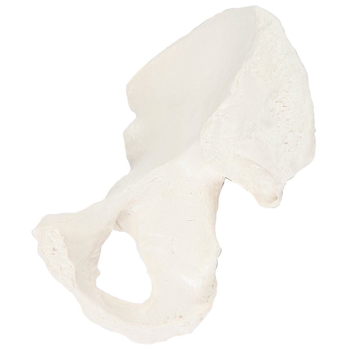 Axis Scientific Hip Bone Model | Left | Cast from a Real Human Coxal Bone l Hip Bone Model Has Realistic Texture and Important Bony Landmarks | Includes Product Manual