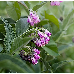 Earthcare Seeds True Comfrey 50 Seeds (Symphytum officinale) Non GMO, Heirloom
