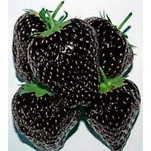 MITRAEE 100 Strawberry Fruits Seeds Black.