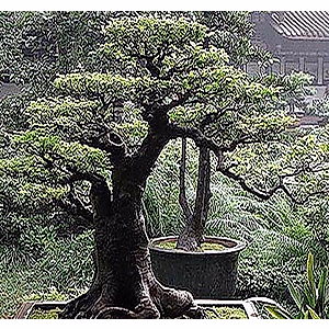 Big Pack Bonsai Tree Seeds - Japanese RED Pine Tree (150 Seeds) - Pinus densiflora Pine Tree Seeds - Non-GMO Seeds by MySeeds.Co (Big Pack - Japanese Red Pine)