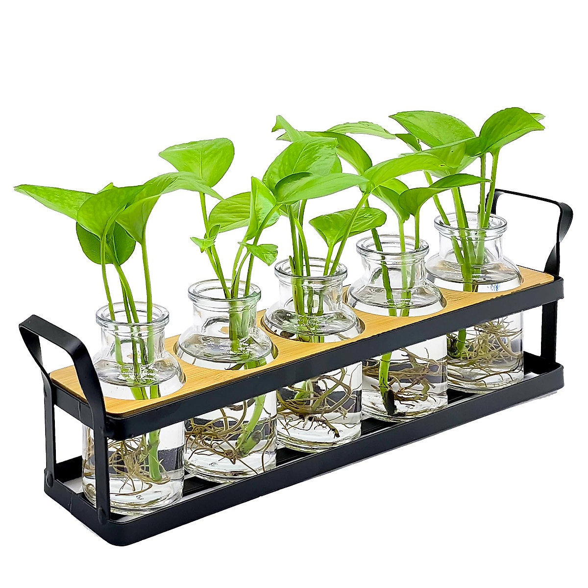 Quuavio Plant Propagation Stations with Metal Stand, Desktop Plant Terrarium with 5 Air Propogation Jars, Flower Glass Vasefor Hydroponic, Home Garden Window Office Decor, Plants Gifts