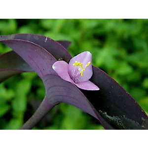 5 Cuttings Purple Heart Wandering Jew - Tradescantia Pallida Purpurea Plant